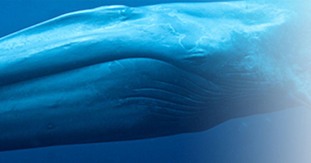 Southern Ocean Research Partnership — Australian Marine Mammal Centre