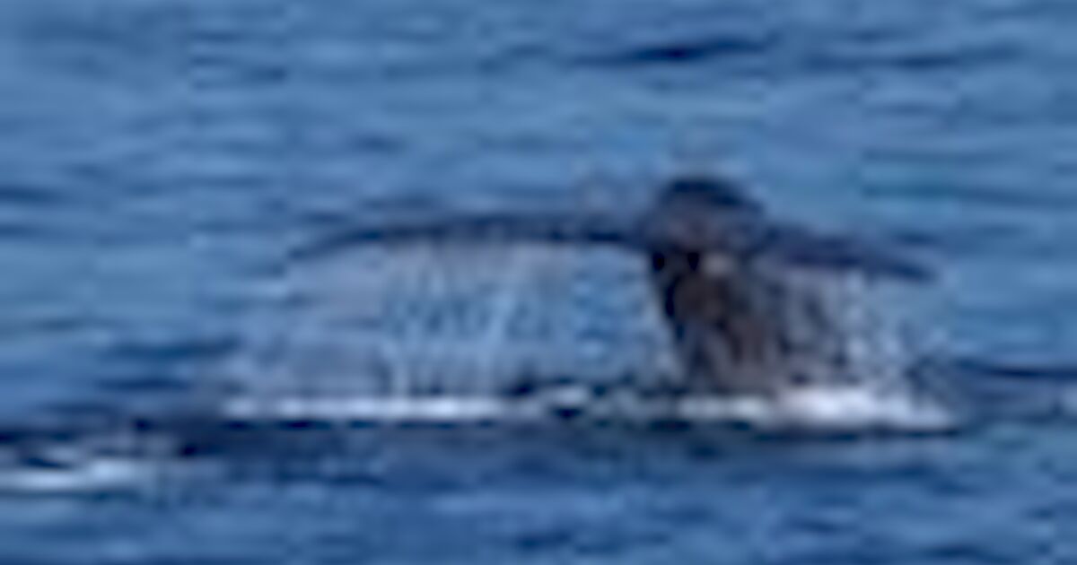 Our first whales — Australian Marine Mammal Centre